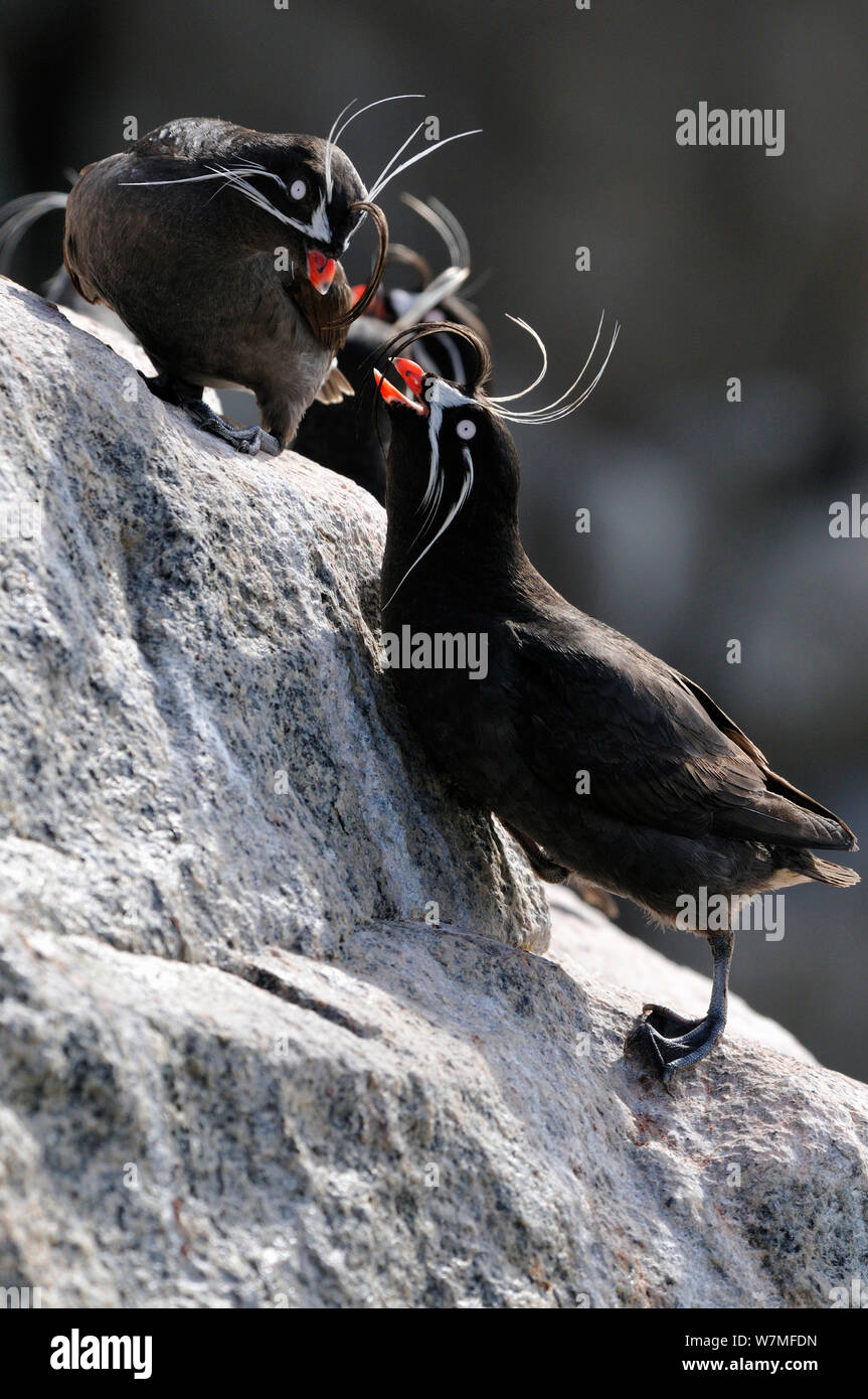 Whiskered Auklet (Aethia pygmaea) male (below) and female courtship ...