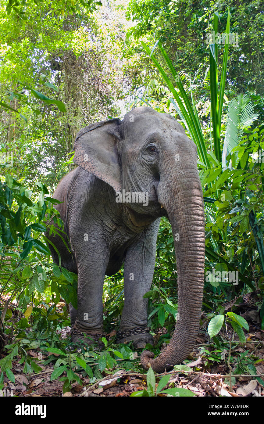 Asian elephant (Elephas maximus) domestic working animal in rainforest ...