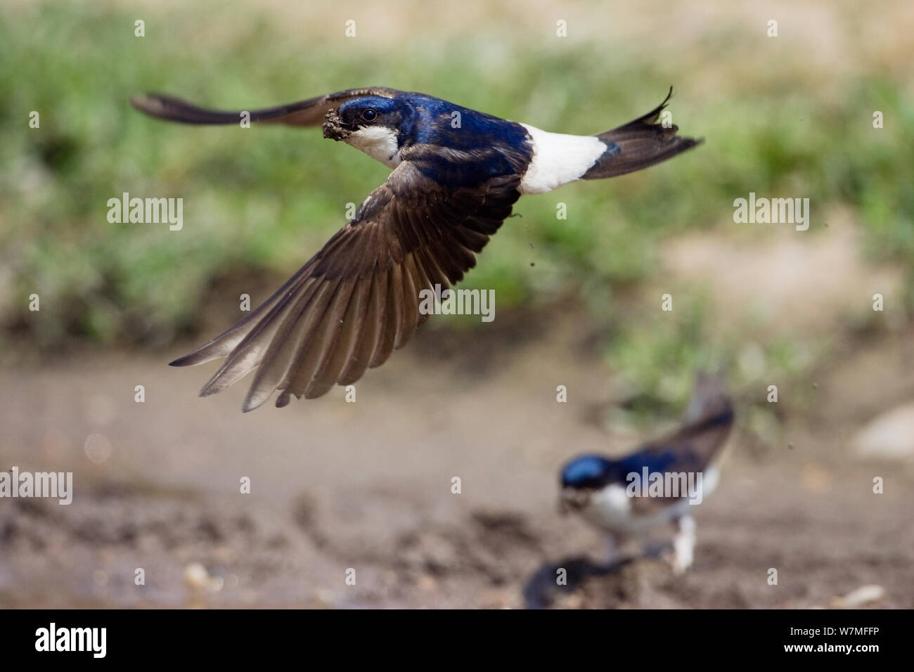 Collecting clay for nest building hi-res stock photography and images ...