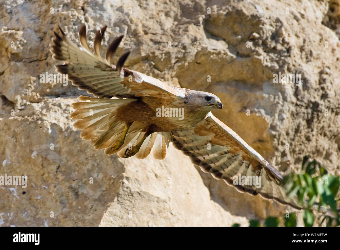 Long-legged buzzard (Buteo rufinus) in flight, Bulgaria, May Stock ...