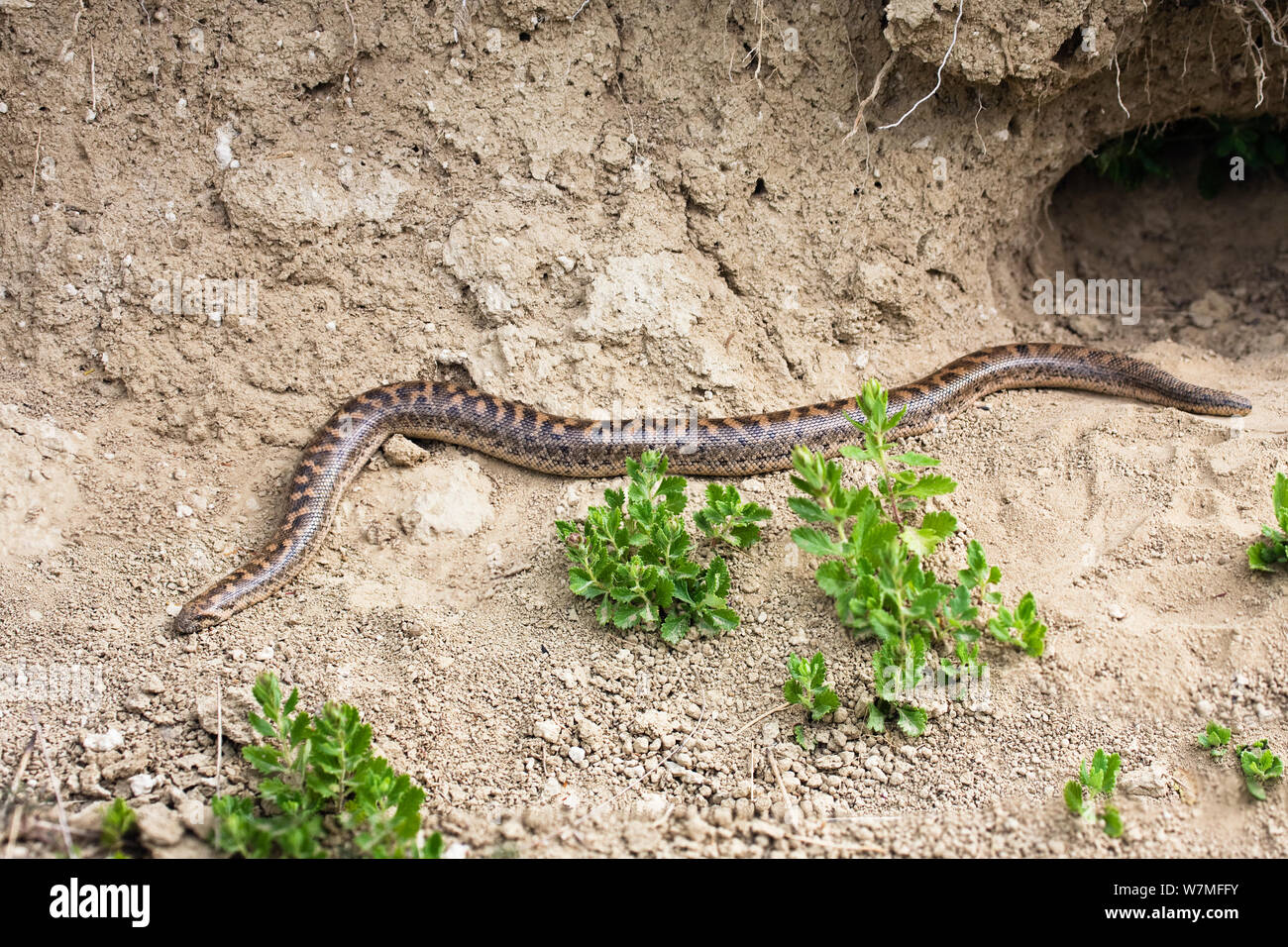Jaculus not snake hi-res stock photography and images - Alamy