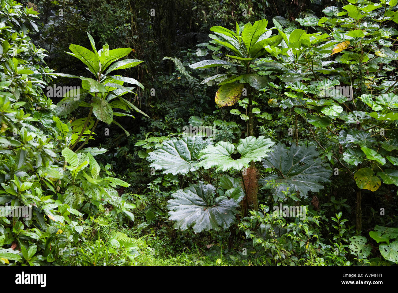 Gunnera (Gunnera insignis) in mountain rainforest of Tapanti National ...