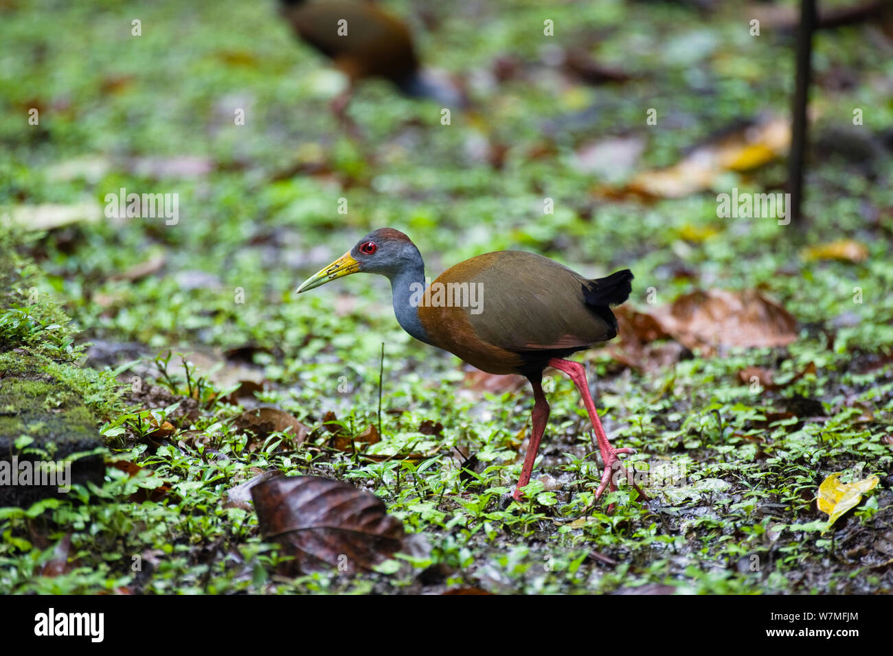 Grey necked Wood rail (Aramides cajanea cajanea) Braulio Carrillo ...