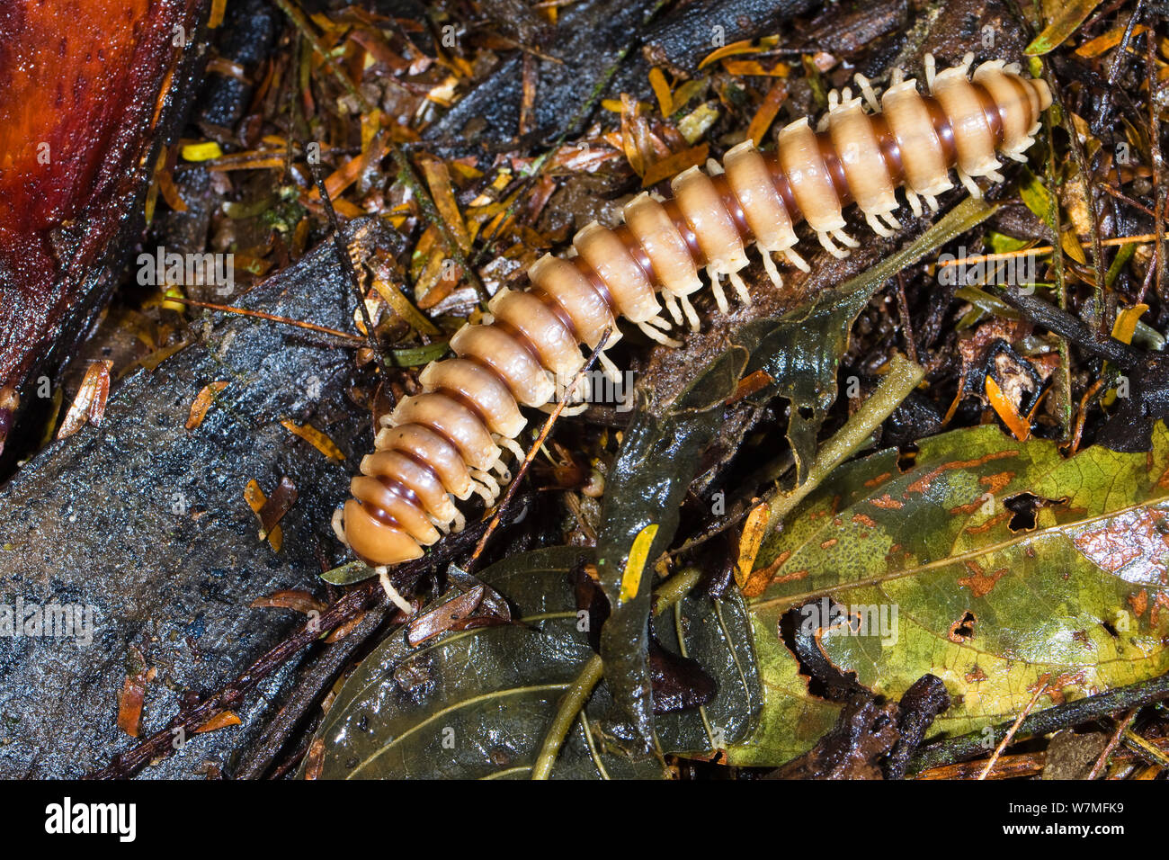 Millipede, unknown species, in the lowland rainforest of Braulio ...