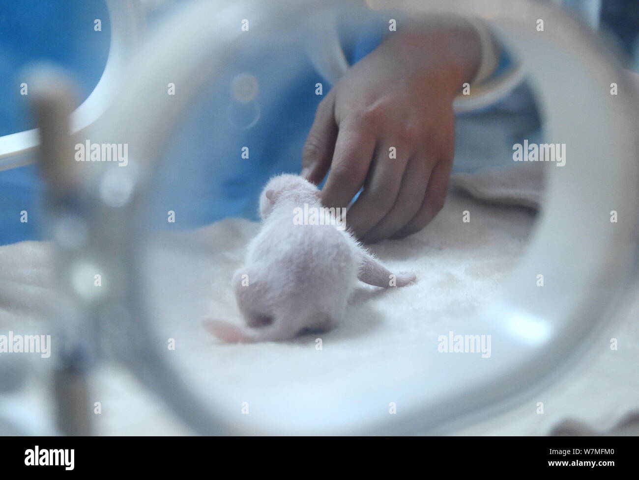 A newborn giant panda cub born by Jing Jing, the panda named after a ...