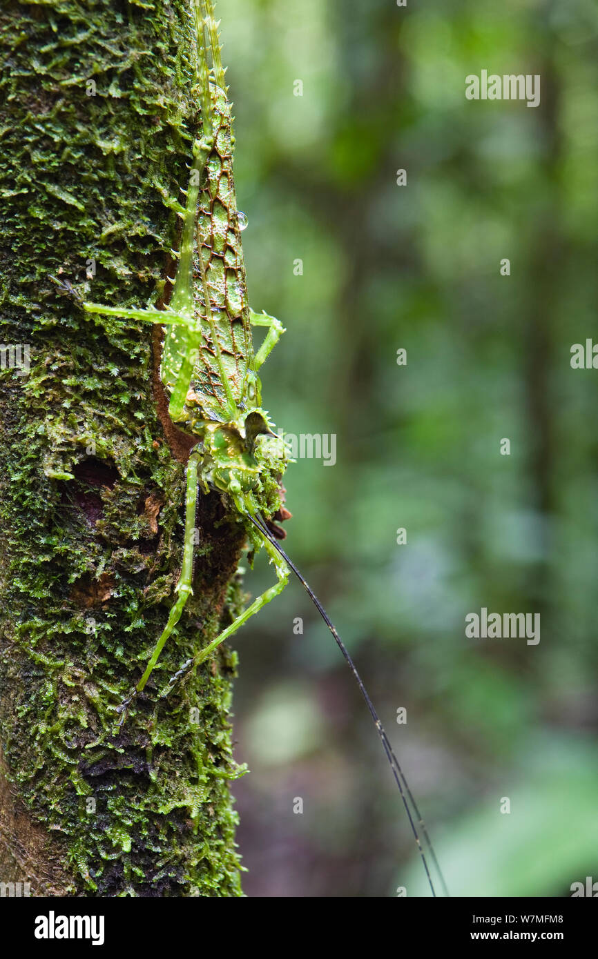 Camouflaged cricket in lowland rainforest, Braulio Carrillo National ...