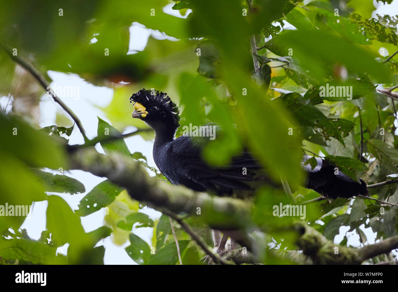 Curassows hi-res stock photography and images - Alamy