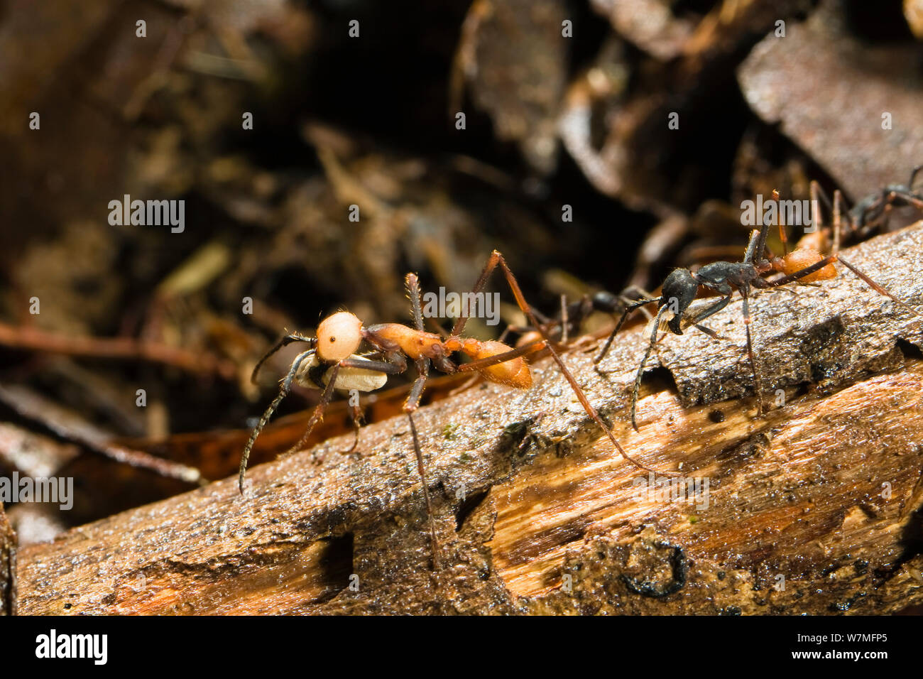 Eciton burchellii ant hi-res stock photography and images - Alamy