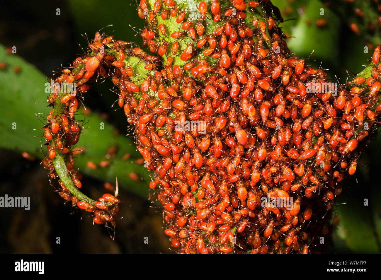 Bug larvae, unknown species, in lowland rainforest of Braulio Carrillo ...