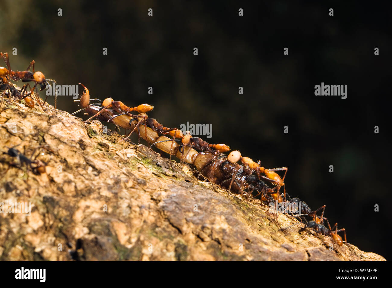 Army ant colony hi-res stock photography and images - Alamy
