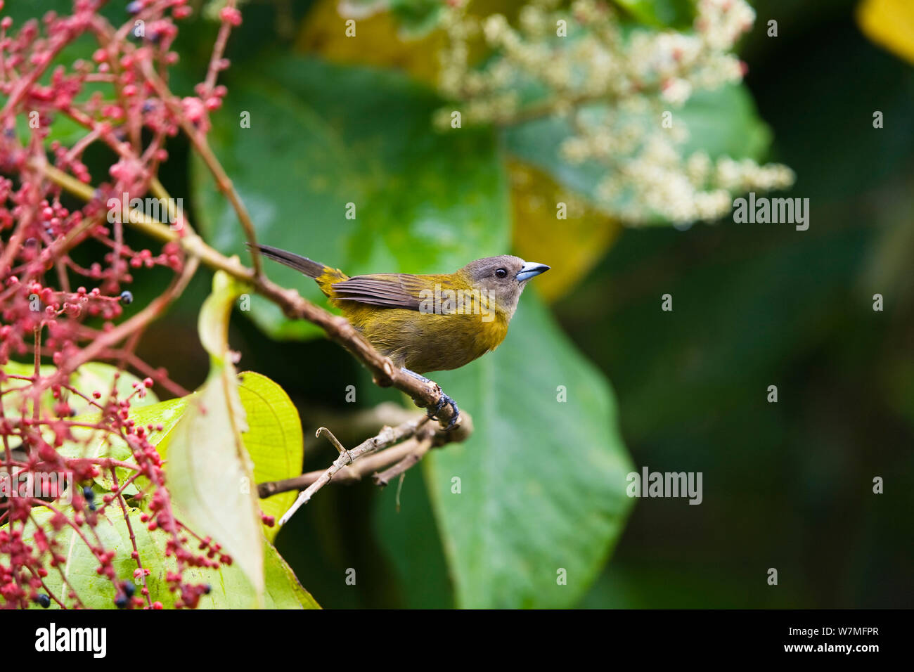 Scarlet rumped tanager female hi-res stock photography and images - Alamy