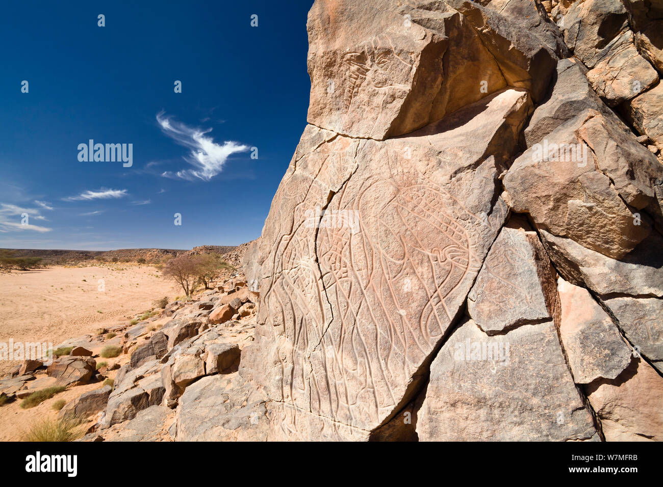Stone engravings of giraffes and elephants in Wadi Mathendous, Wadi ...