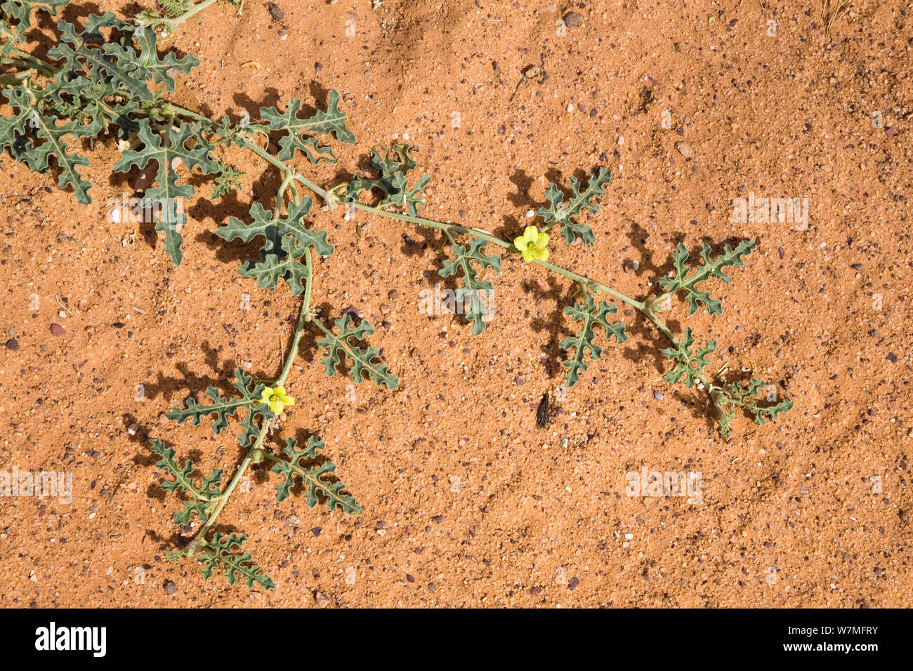 November flowering hi-res stock photography and images - Alamy