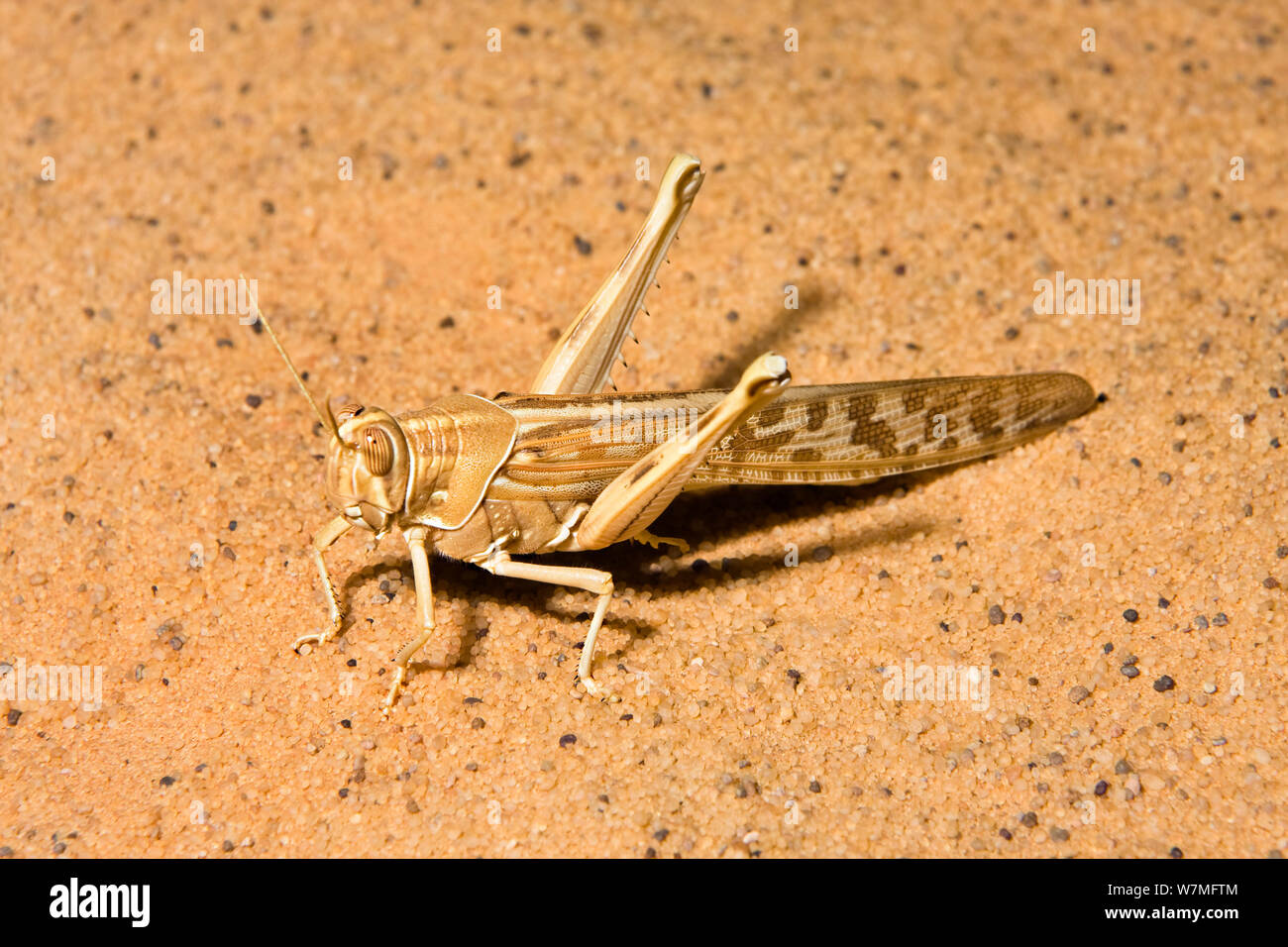 Migratory locust (Locusta migratoria) Sahara, Libya, North Africa ...