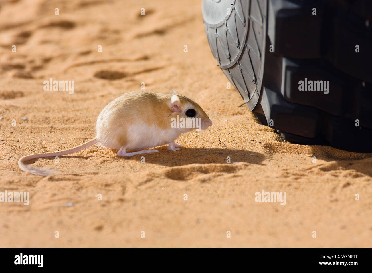 Meriones libicus hi-res stock photography and images - Alamy
