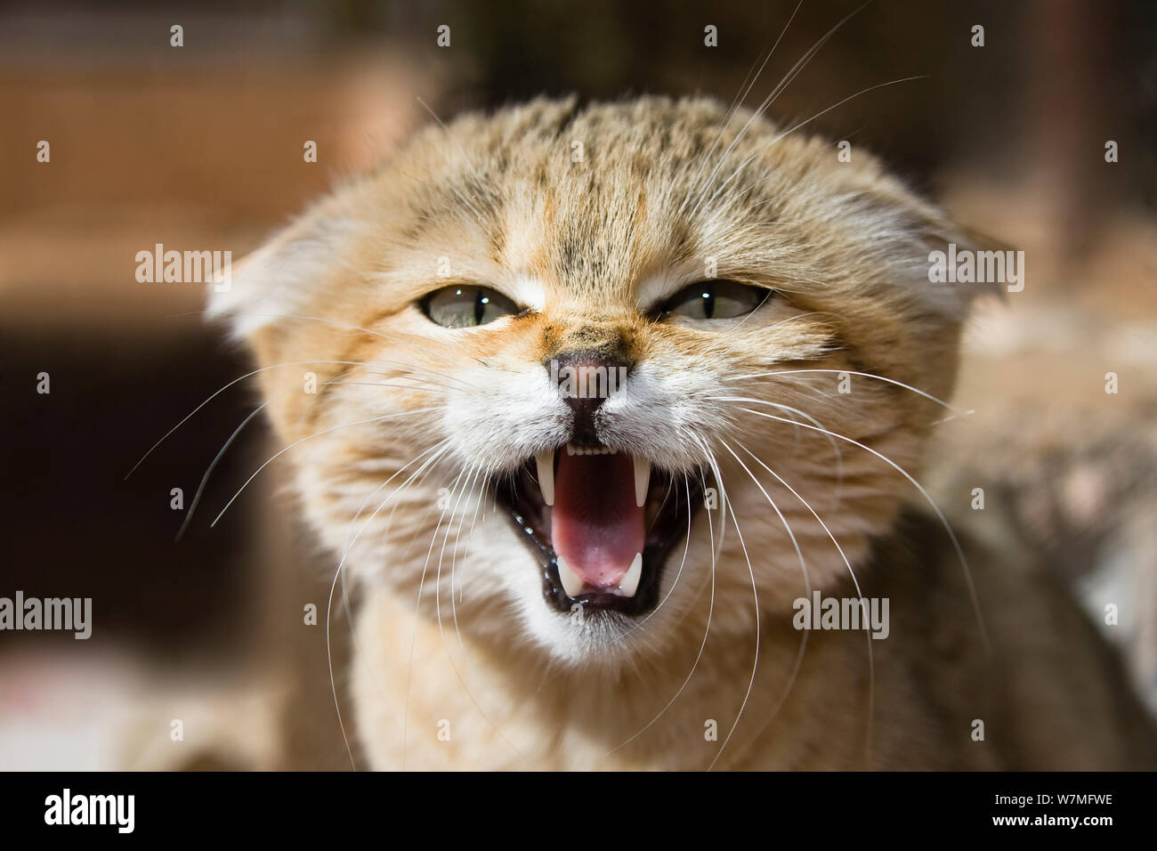 Sand cat (Felis silvestris lybica) Libya, captive Stock Photo - Alamy