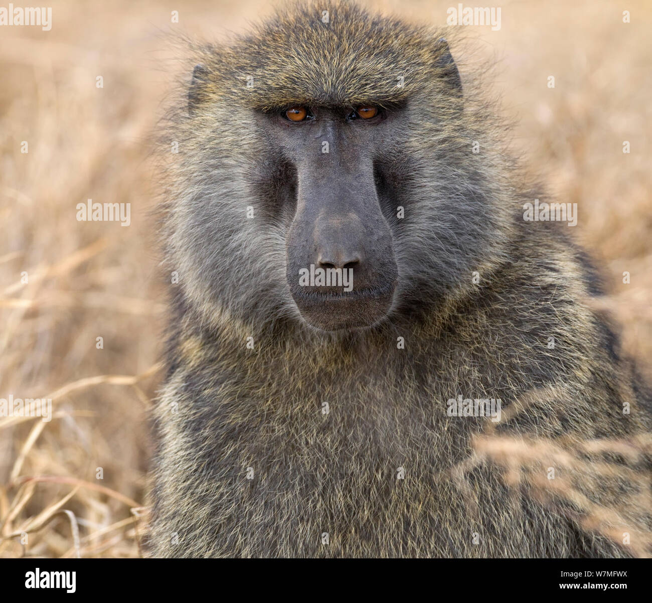 Papio anubis hi-res stock photography and images - Alamy
