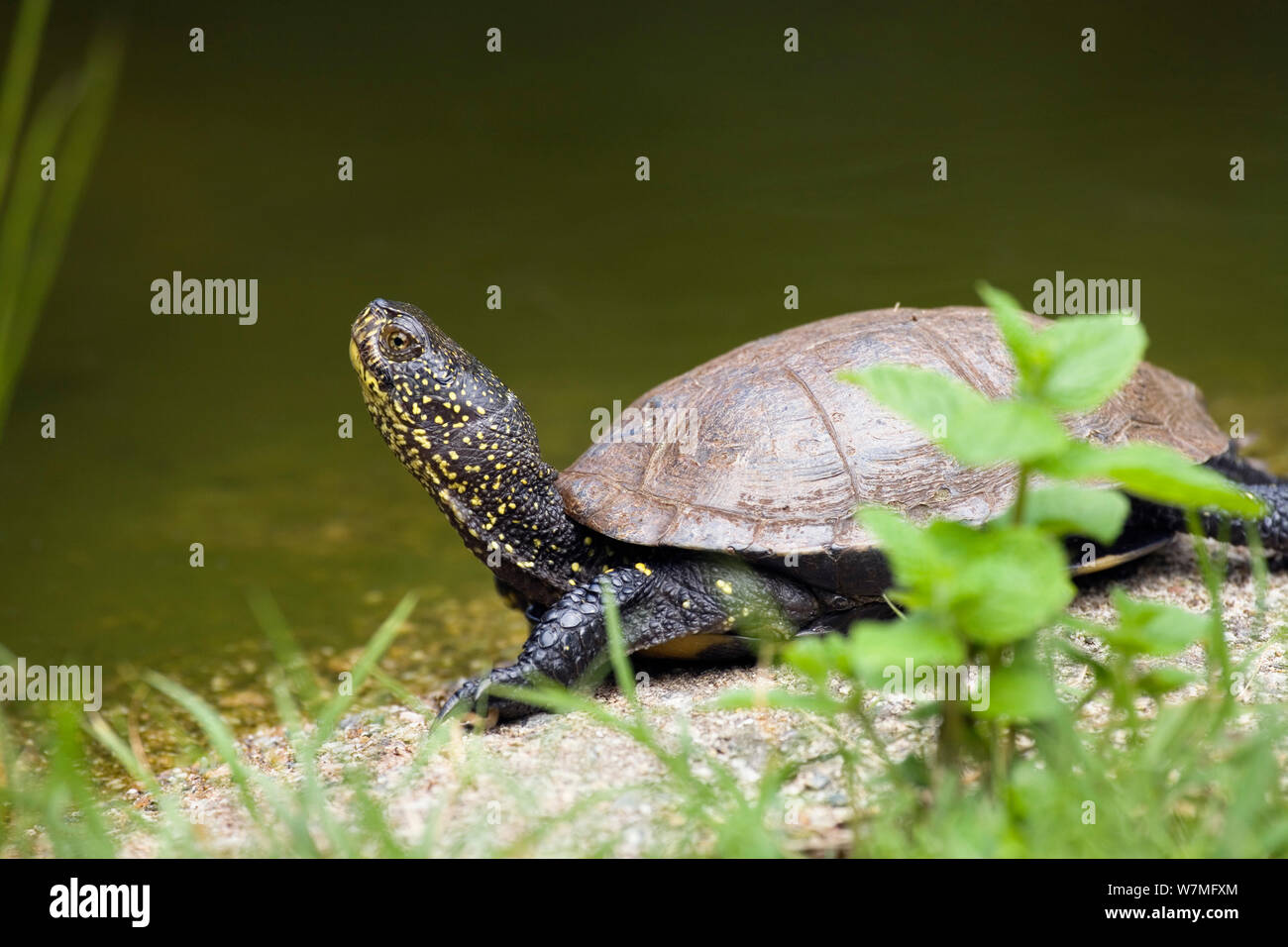 European pond / swamp turtle (Emys orbicularis) basking in sun, Europe ...