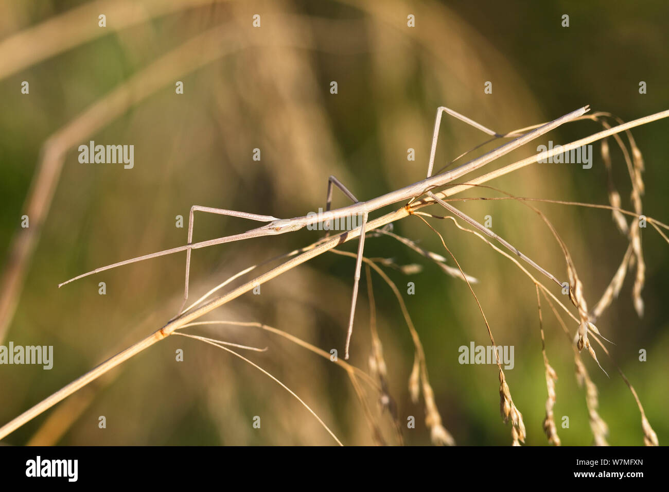 Bacillus rossii hi-res stock photography and images - Alamy
