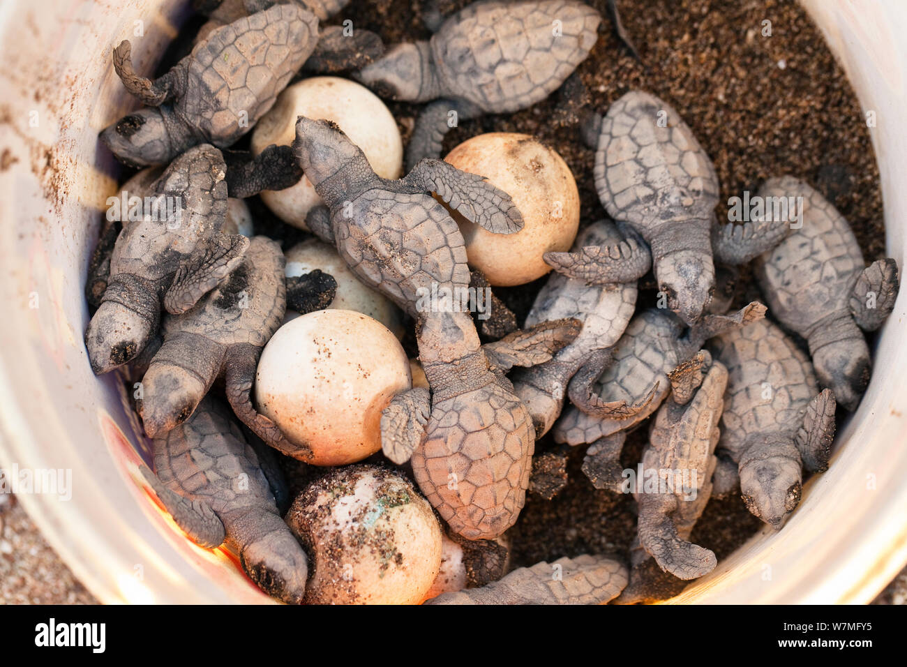 Loggerhead turtle (Caretta caretta) hatchlings and eggs in bucket ...
