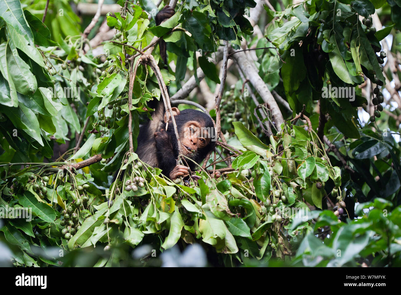 Chimp eating leaves hi-res stock photography and images - Alamy