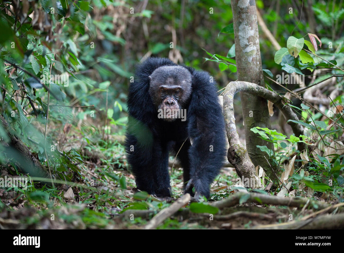 Chimp looking into camera hi-res stock photography and images - Alamy