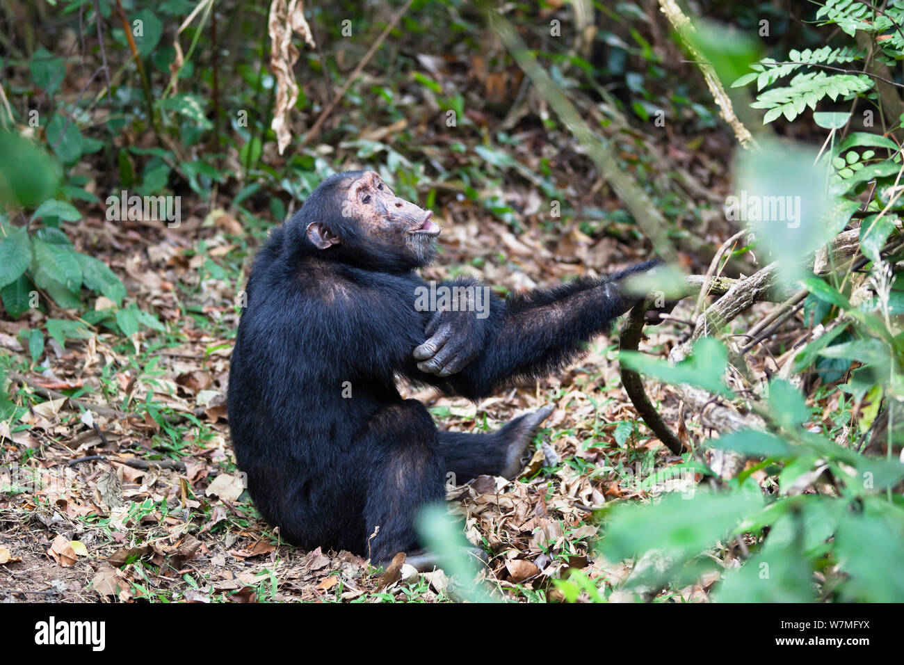 Hooting chimpanzee hi-res stock photography and images - Alamy