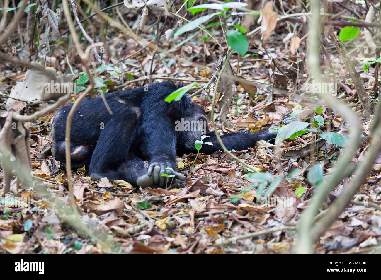 Chimpanzees Sleeping In Trees