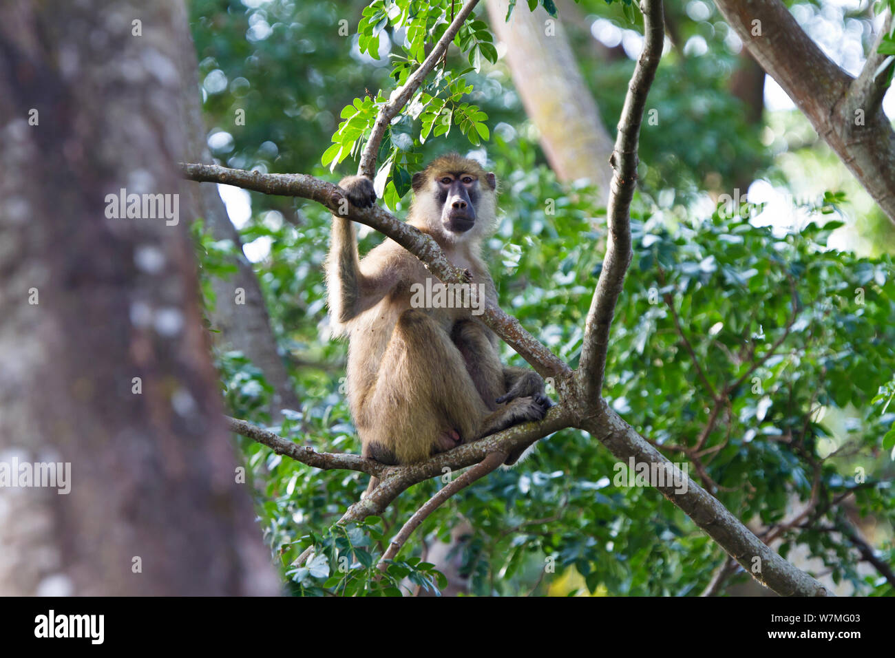 Yellow Baboon (Papio cynocephalus kindae) male sitting in tree, Lake ...