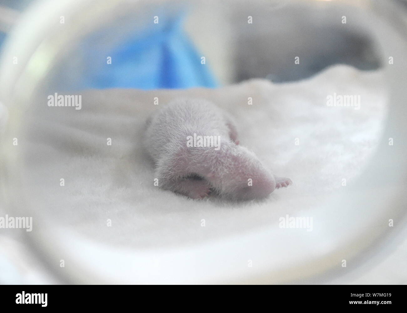 A newborn giant panda cub born by Jing Jing, the panda named after a ...