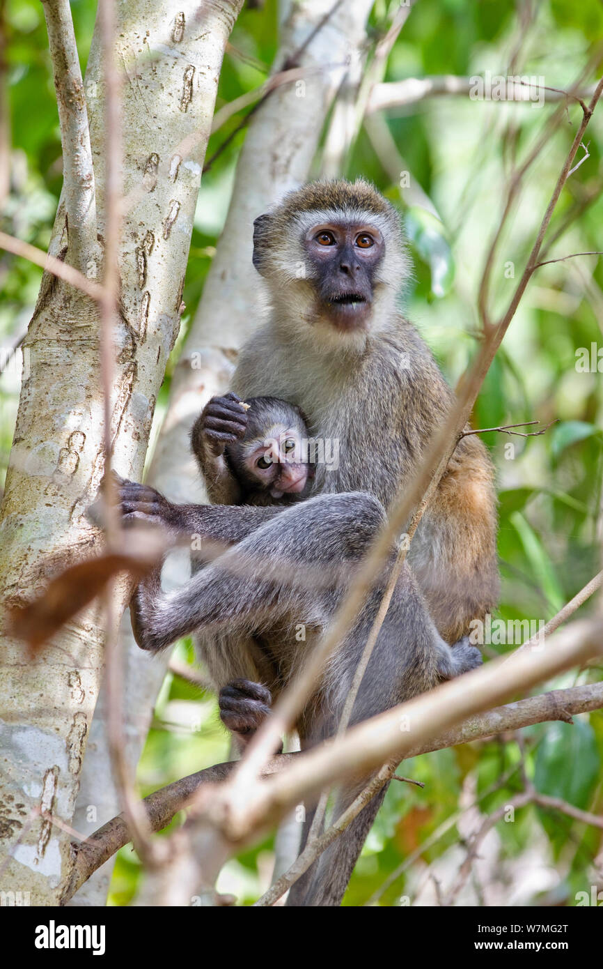 Black-faced Vervet monkeys (Cercopithecus pygerythrus) female with ...