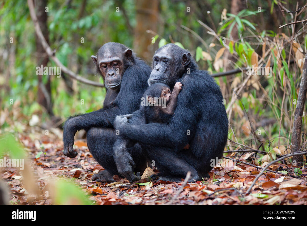 Bonobos Hugging