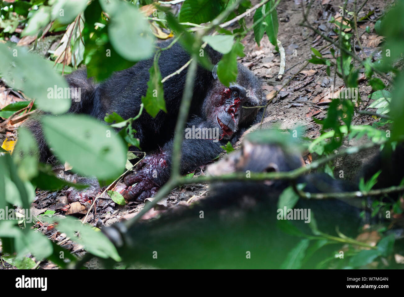Fighting chimps hi-res stock photography and images - Alamy