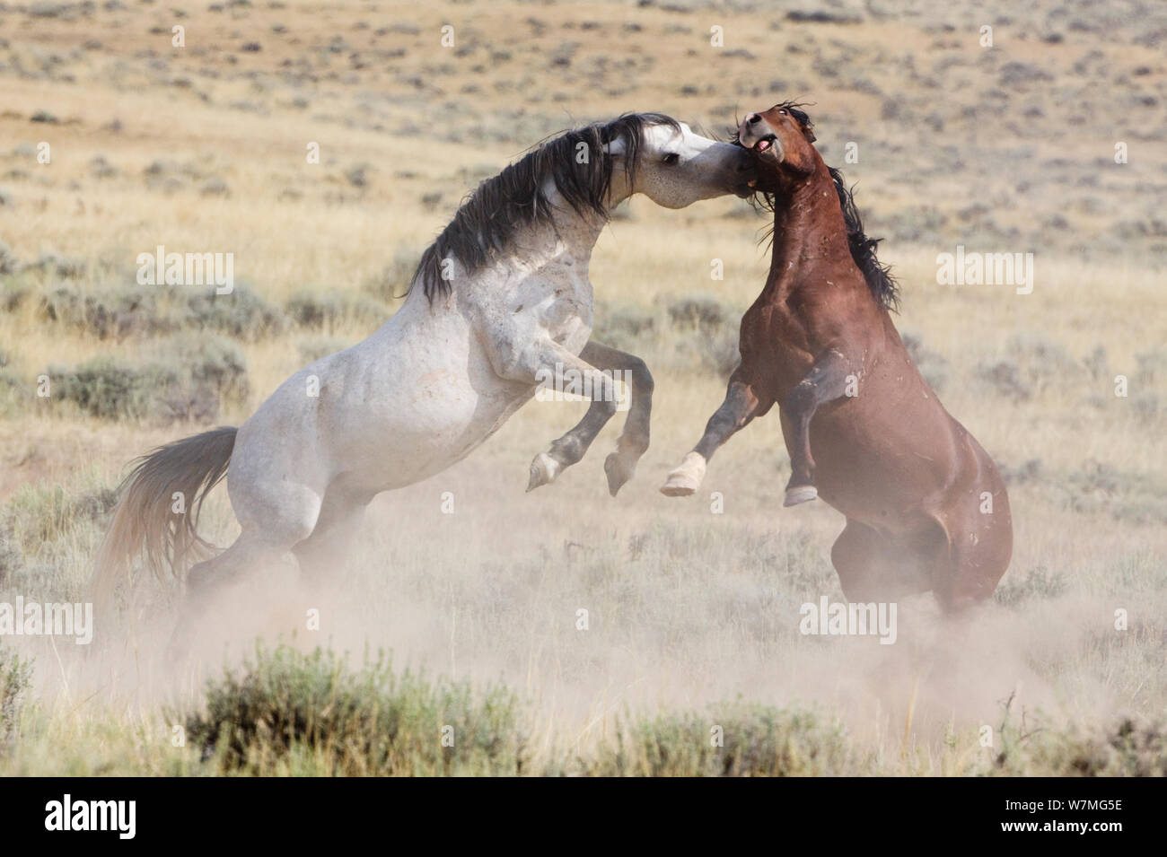 Wild Horse / Mustang, two stallions fighting, McCullough Peaks Herd ...