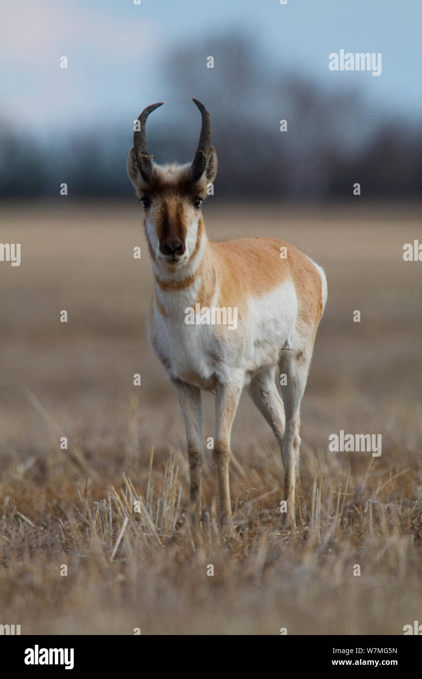 Pronghorn antelope saskatchewan hi-res stock photography and images - Alamy