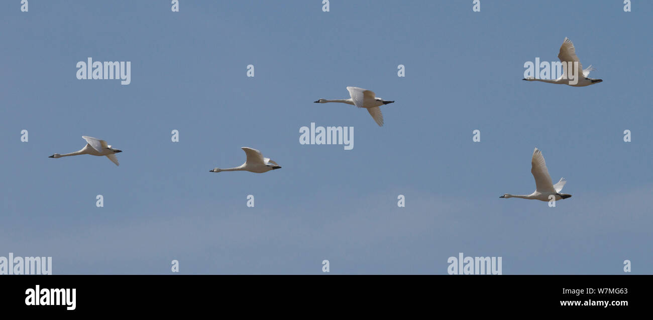Trumpeter swan (Cygnus buccinator) five in flight on northern migration ...