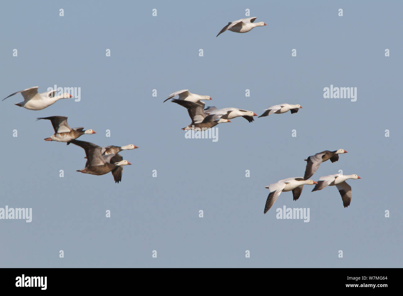 Snow goose (Chen caerulescens) flock in flight on northern migration in ...
