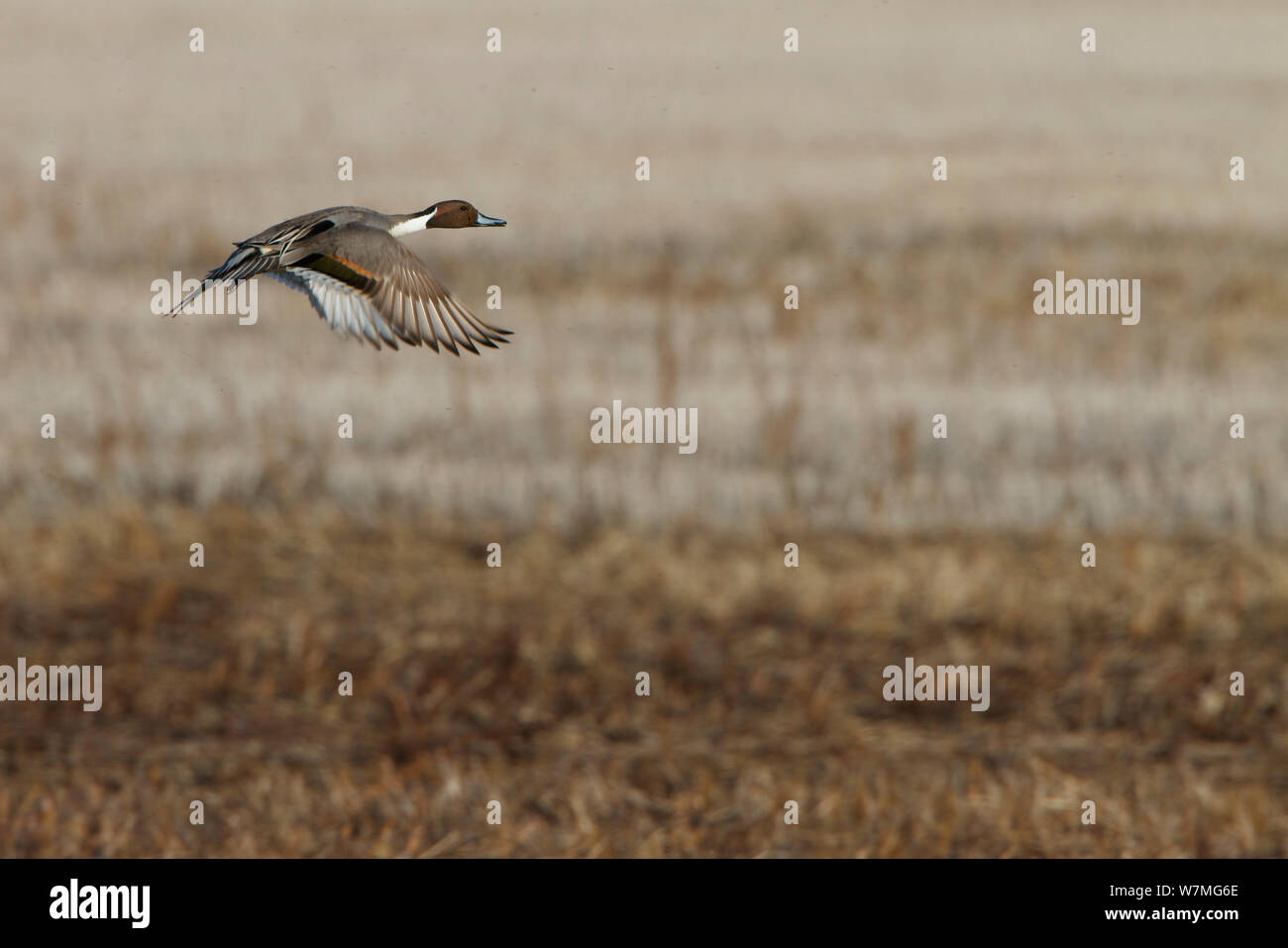 Prairie marsh hi-res stock photography and images - Alamy
