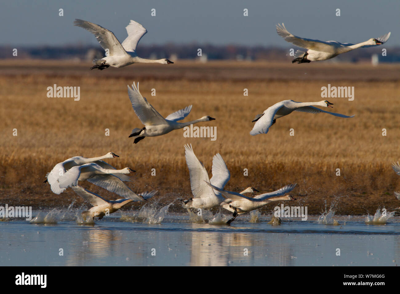 Trumpeter swan (Cygnus buccinator) flock taking off from water during ...