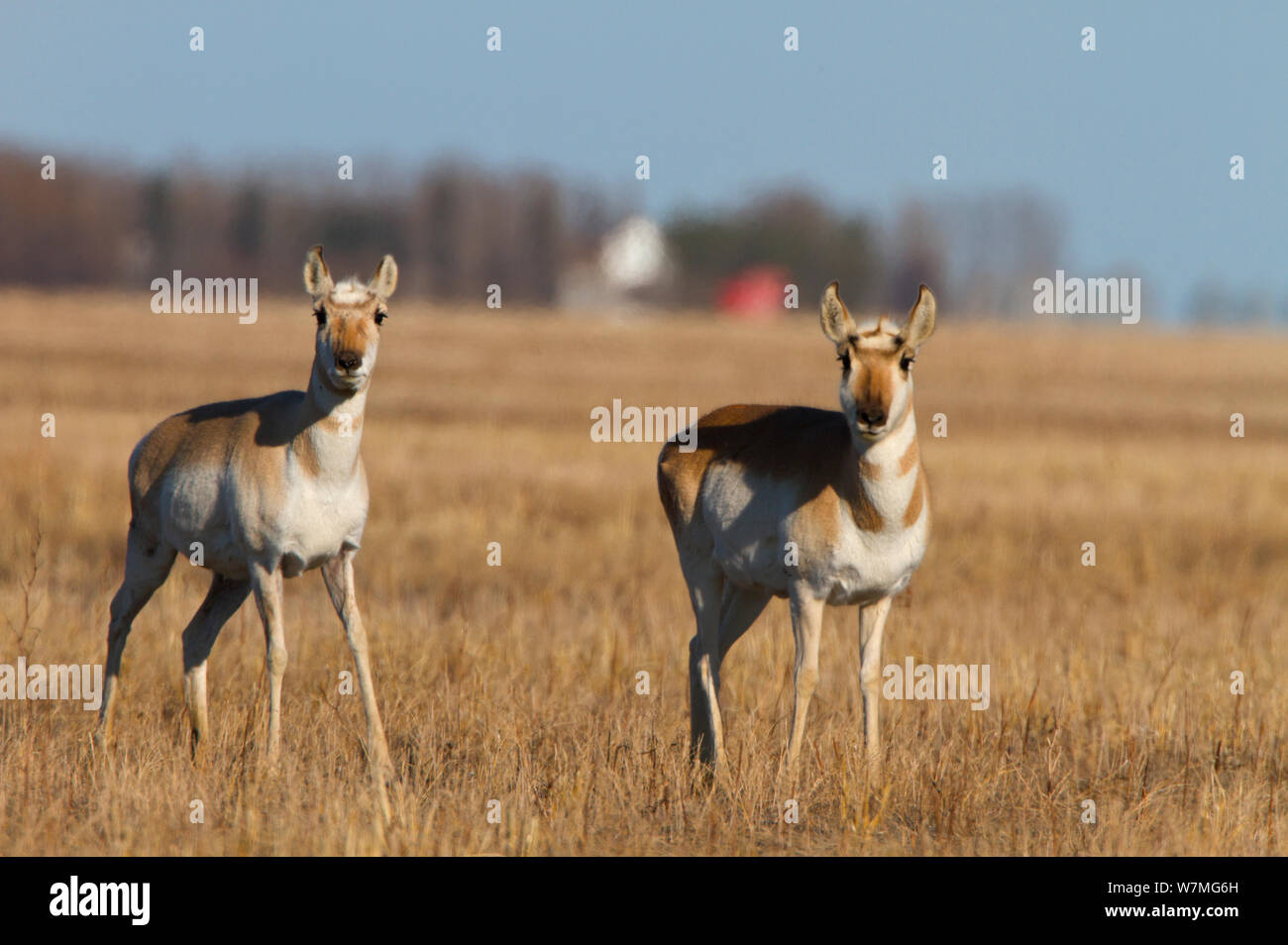 Pronghorn (Antilocapra americana) two females on Canadian prairies ...