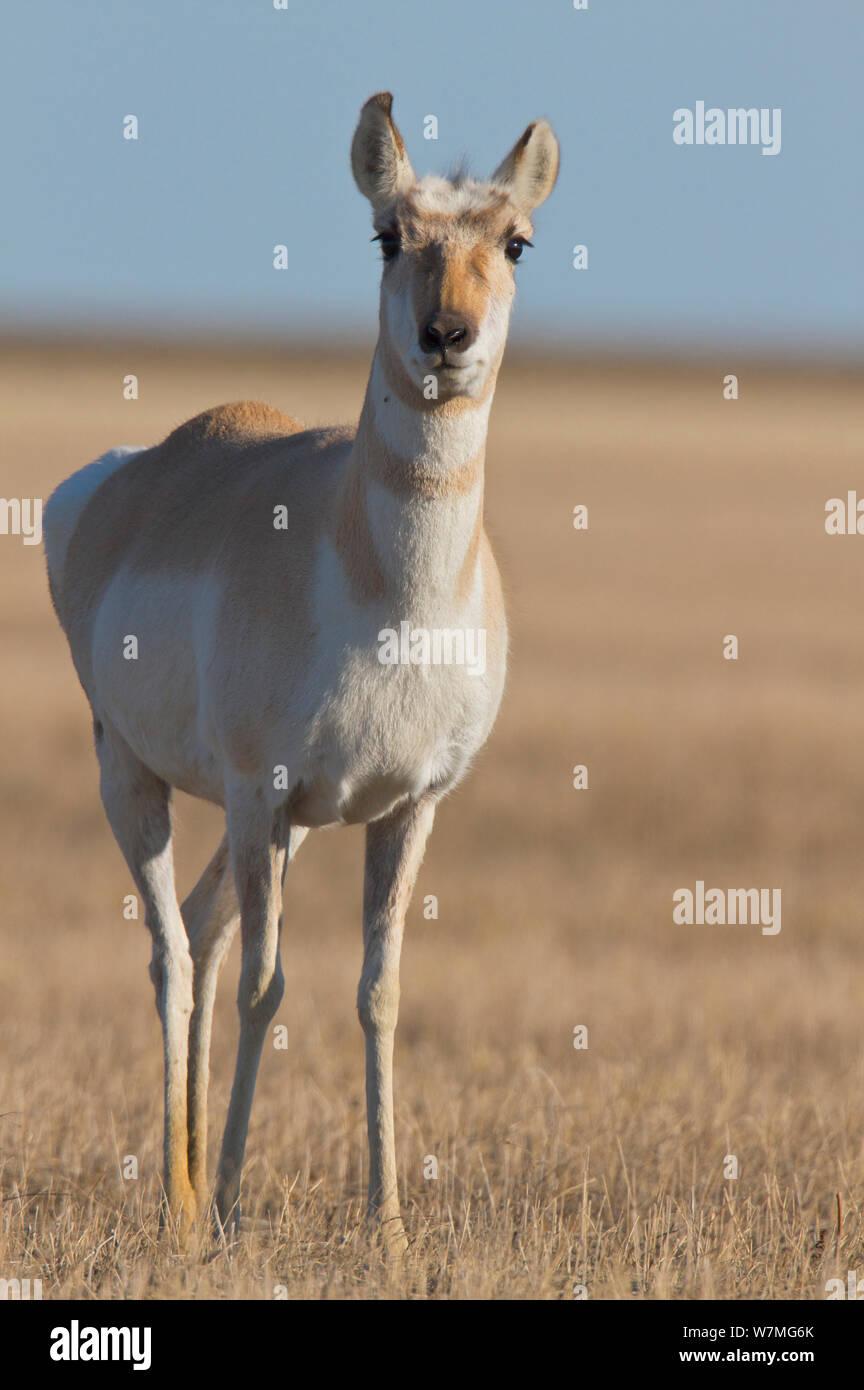 Pronghorn antelope saskatchewan hi-res stock photography and images - Alamy