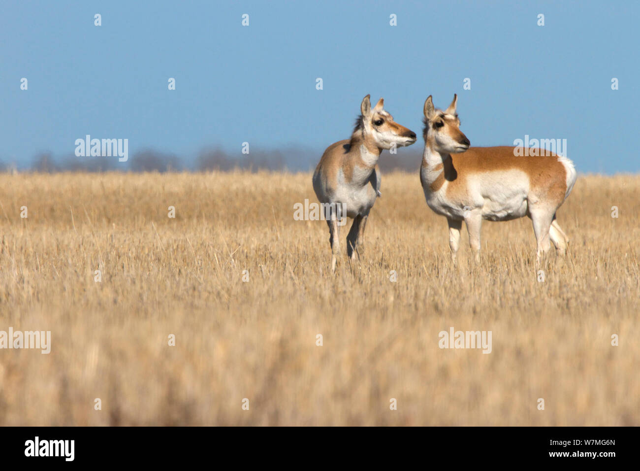 Pronghorn antelope saskatchewan hi-res stock photography and images - Alamy
