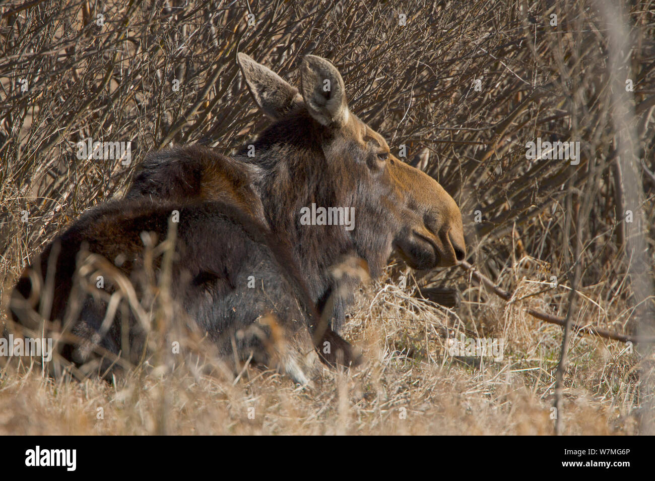 Moose lying down hi-res stock photography and images - Alamy