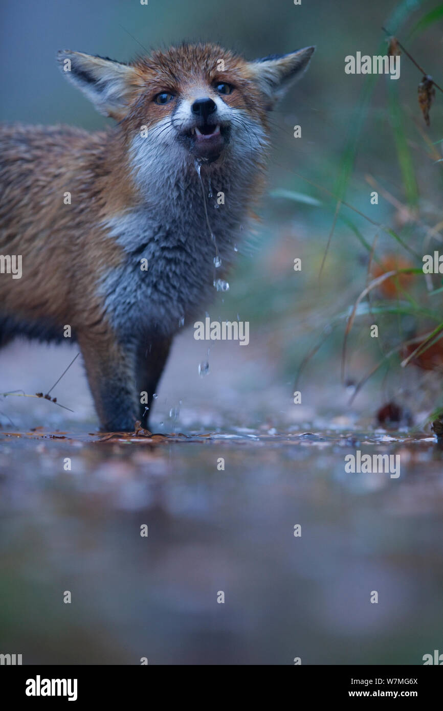 Fox Competition Winner