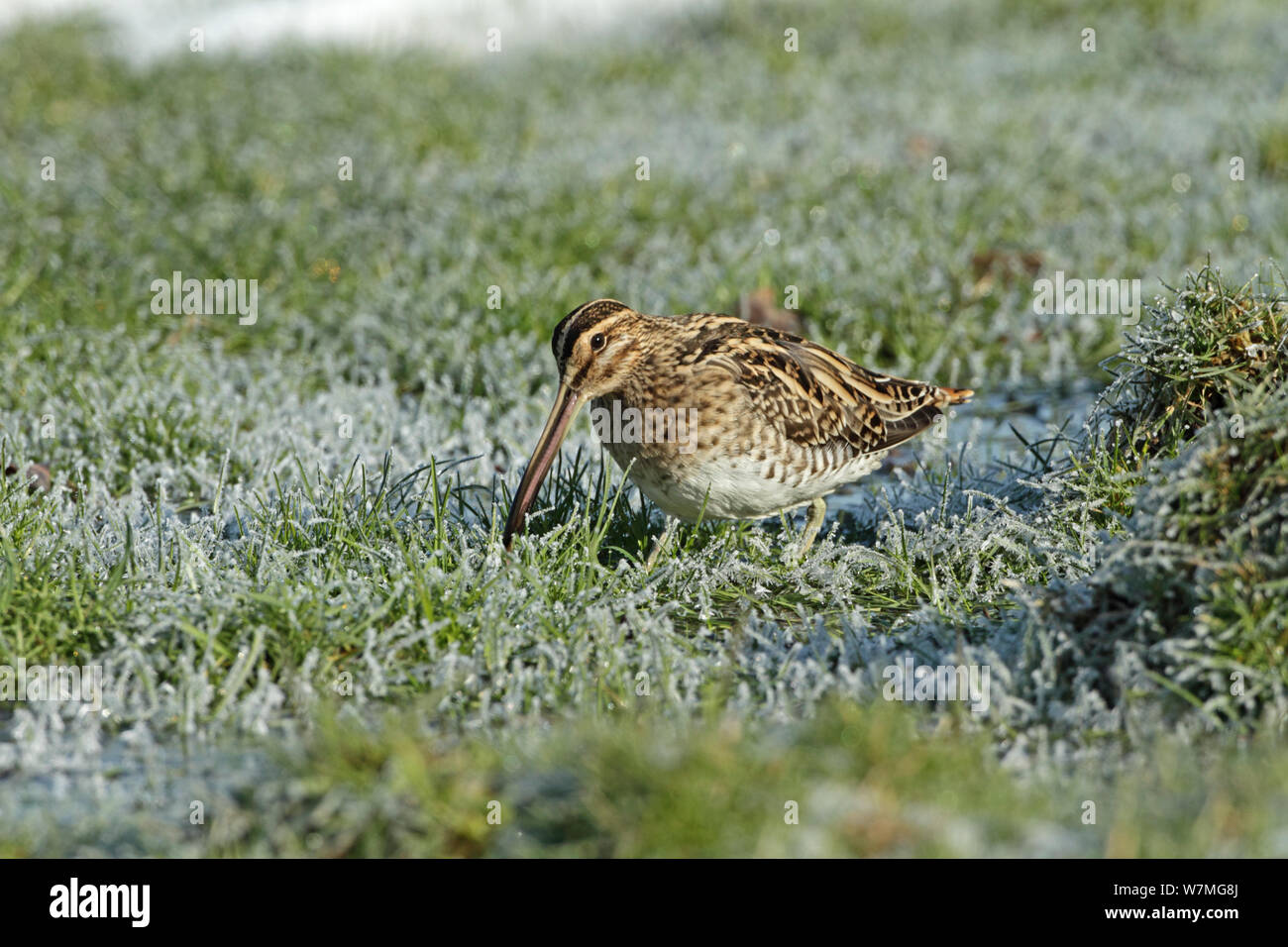 Pulling Birds High Resolution Stock Photography and Images - Alamy
