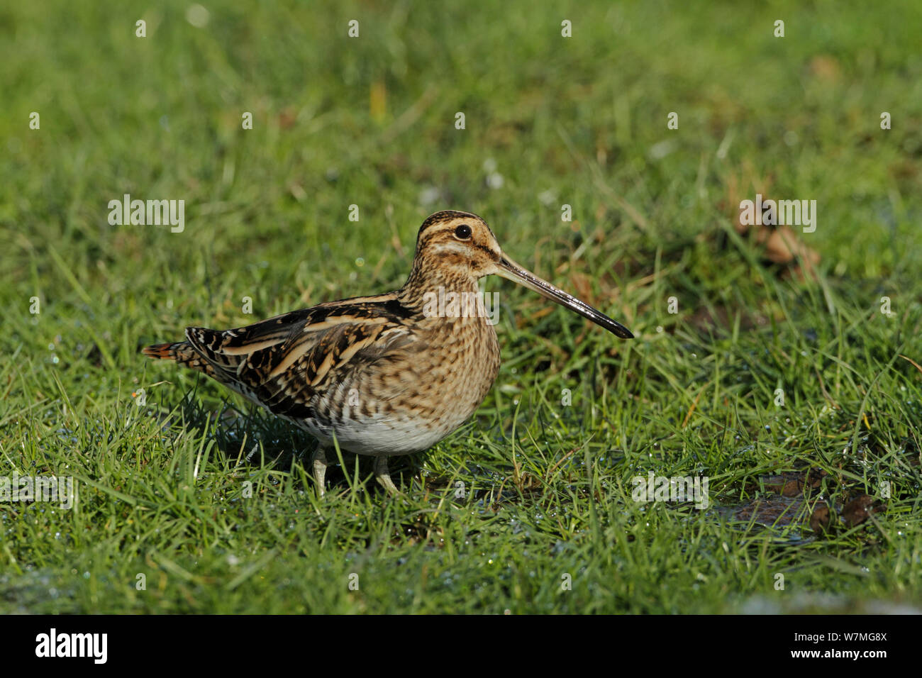 Snipe uk hi-res stock photography and images - Alamy