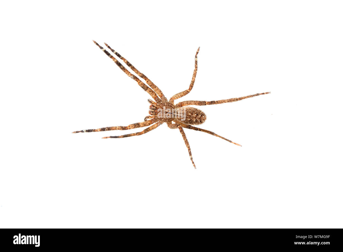 Brazilian wandering spider (Phoneutria nigriventer), juvenile, from ...