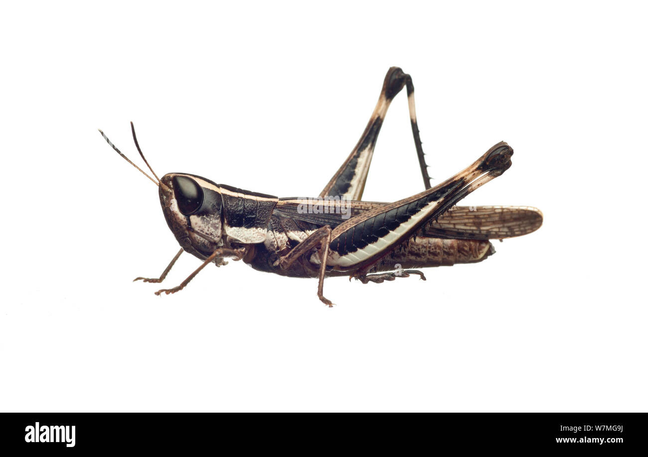 Common macrotona grasshopper (Macrotona australis) Wimmera, Victoria ...