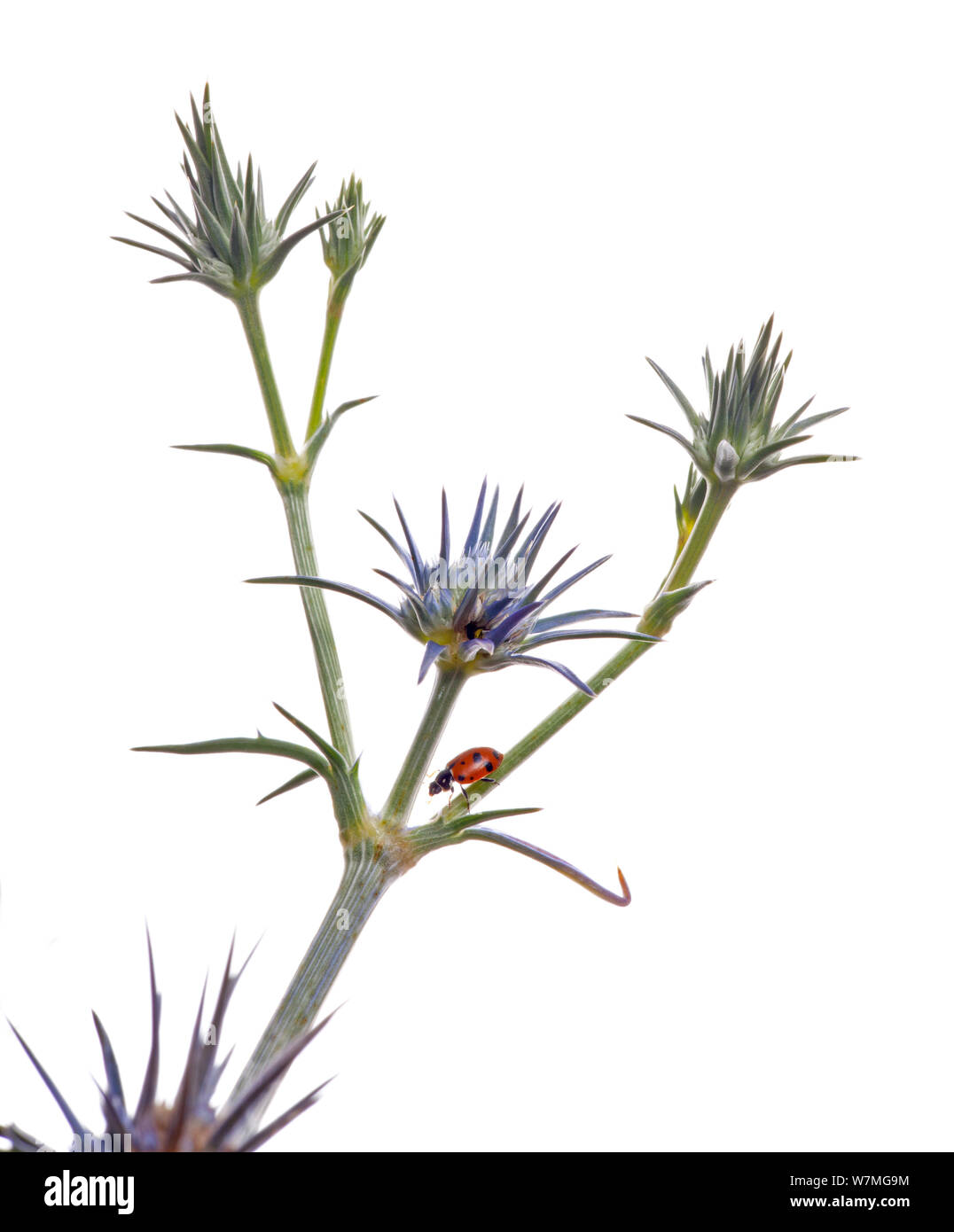 Blue devil (Eryngium ovinum) with Ladybird, Illawarra forest, Victoria ...