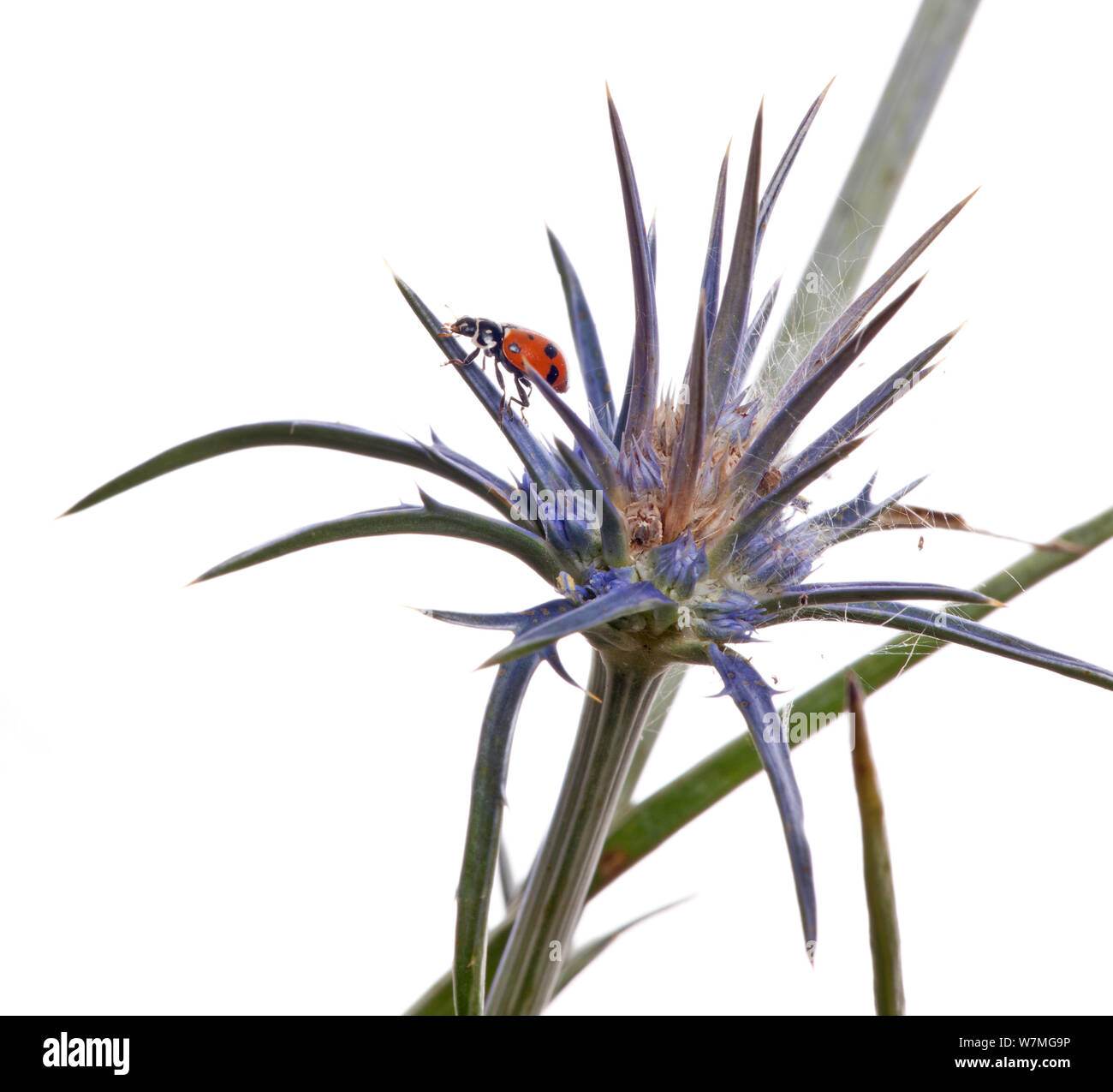 Blue devil (Eryngium ovinum) with Ladybird, Illawarra forest, Victoria ...